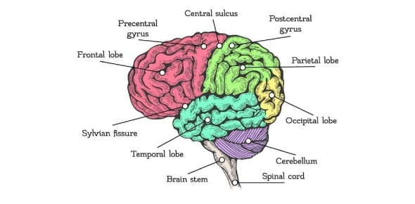 Parts Of The Brain Quiz Questions And Answers ProProfs Quiz